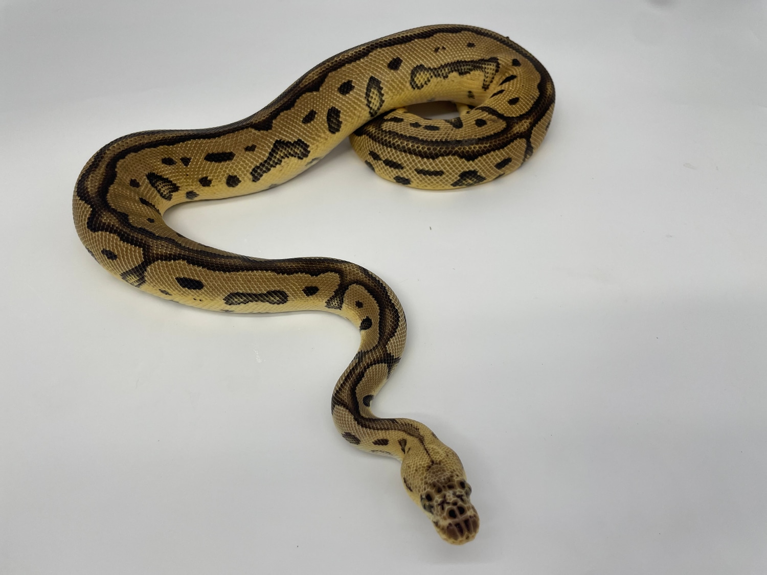 Proven Batman Ball Python by Dna Slithers & Critters - MorphMarket