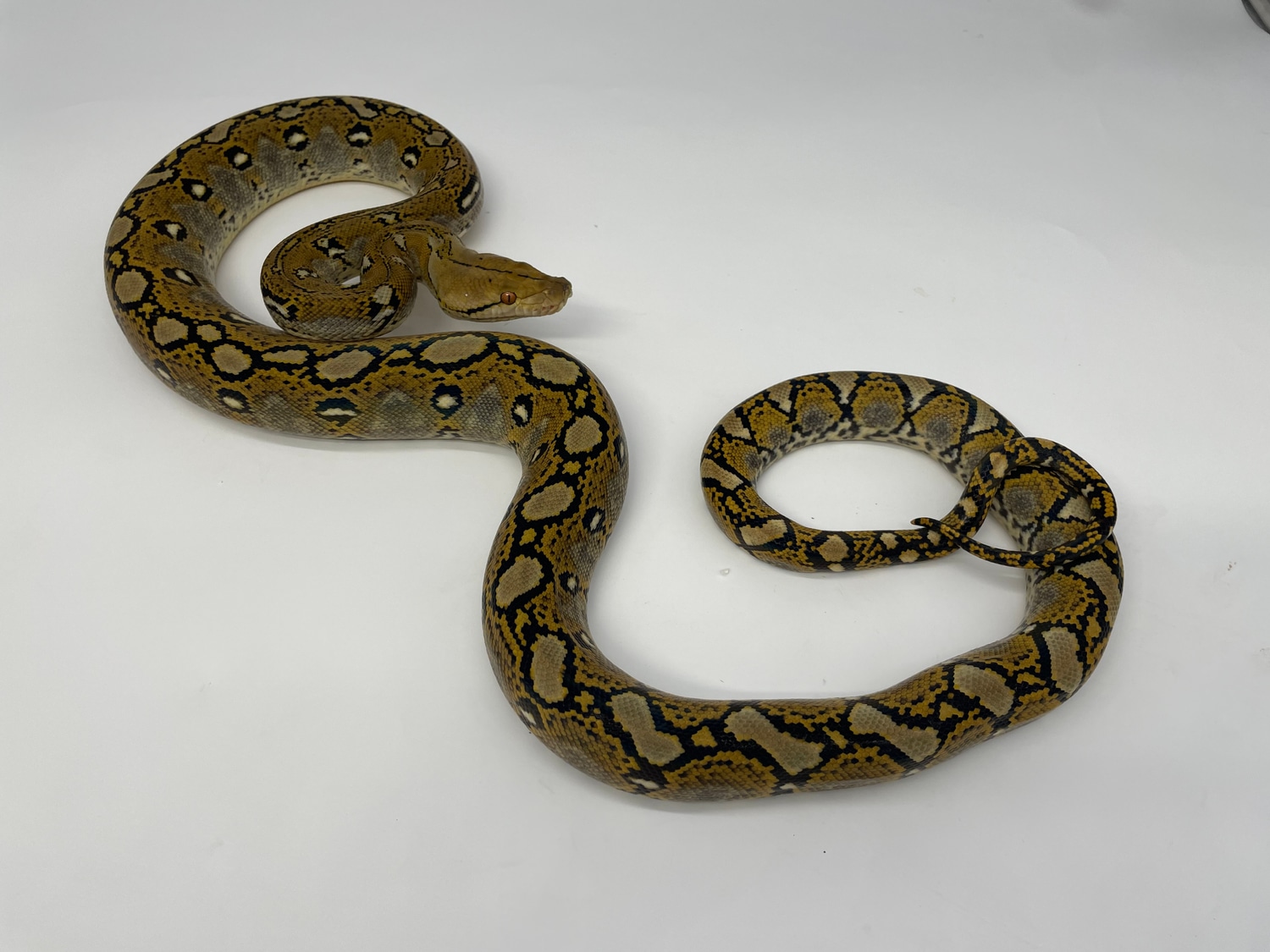 Normal Dhet Ogs Mocha/purple Reticulated Python by Dna Slithers ...