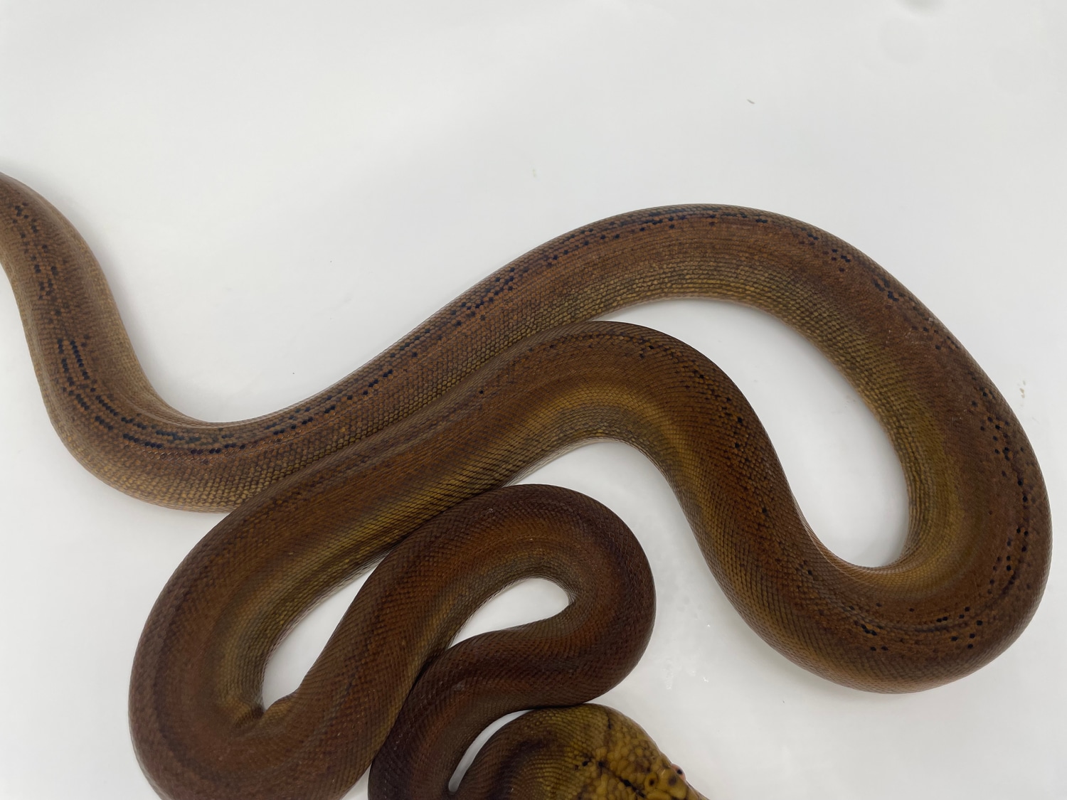Phantom Golden Child Het Mocha/purple Reticulated Python by Dna ...