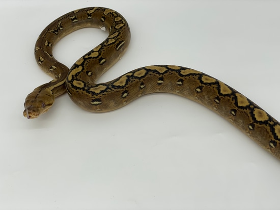 Phantom Het Mocha/purple Reticulated Python by Dna Slithers & Critters