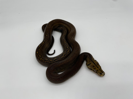 Golden Child Dh Pied, And White Phase Albino Reticulated Python by Dna ...