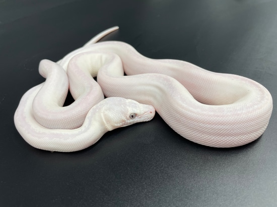 Super Phantom Dh Anthrax And White Phase Albino Pos Tiger Sunfire ...