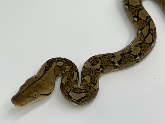 Normal Dh Pied White Phase Albino Reticulated Python by Dna Slithers ...