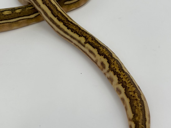Phantom Tiger Dhet Anthrax White Phase Albino L Reticulated Python by ...