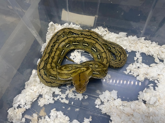 Marble Tiger Het Carmel/purple Reticulated Python by Dna Slithers ...