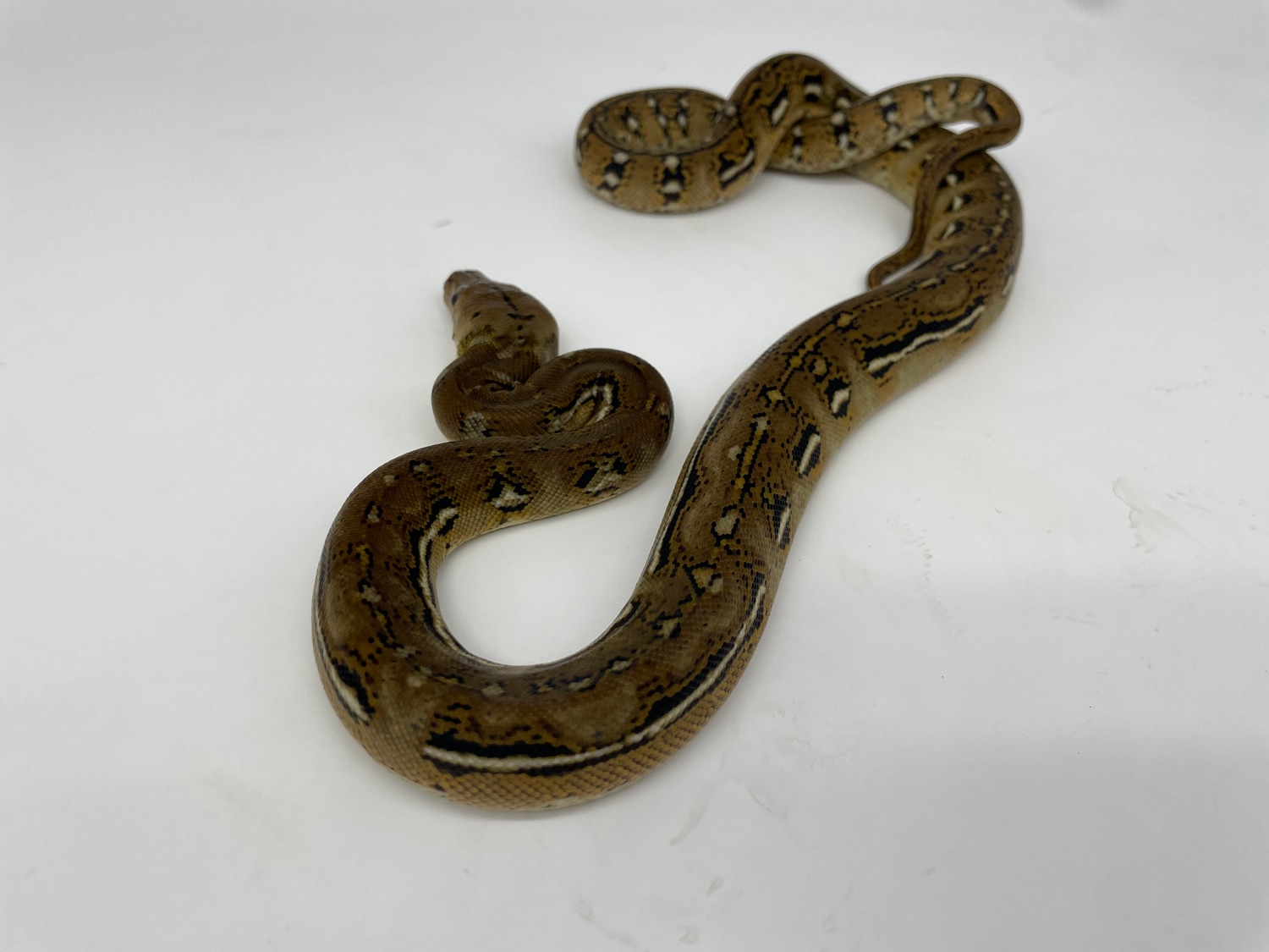 Anthrax Ph Ghost Reticulated Python by Dna Slithers & Critters ...
