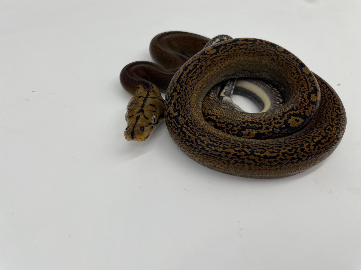 Goldenchild Dh Pied, White Phase Albino Reticulated Python by Dna ...