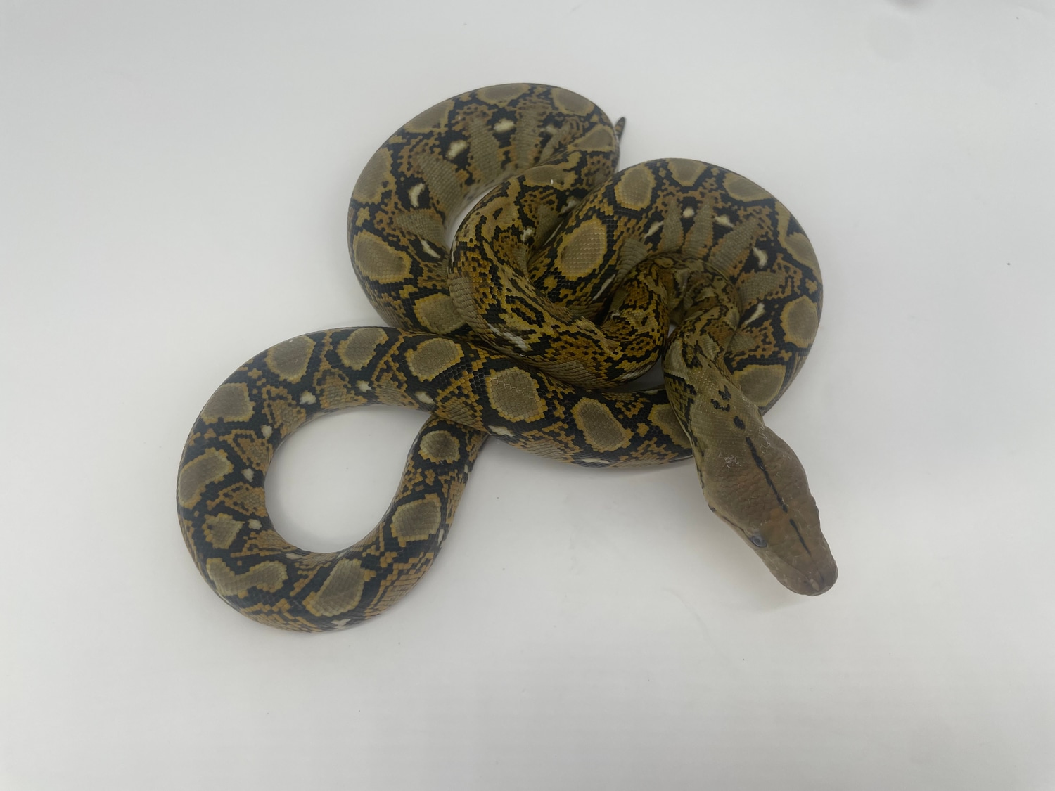 Normal Het Ghost Anthrax Small Eyes Reticulated Python by Dna Slithers ...
