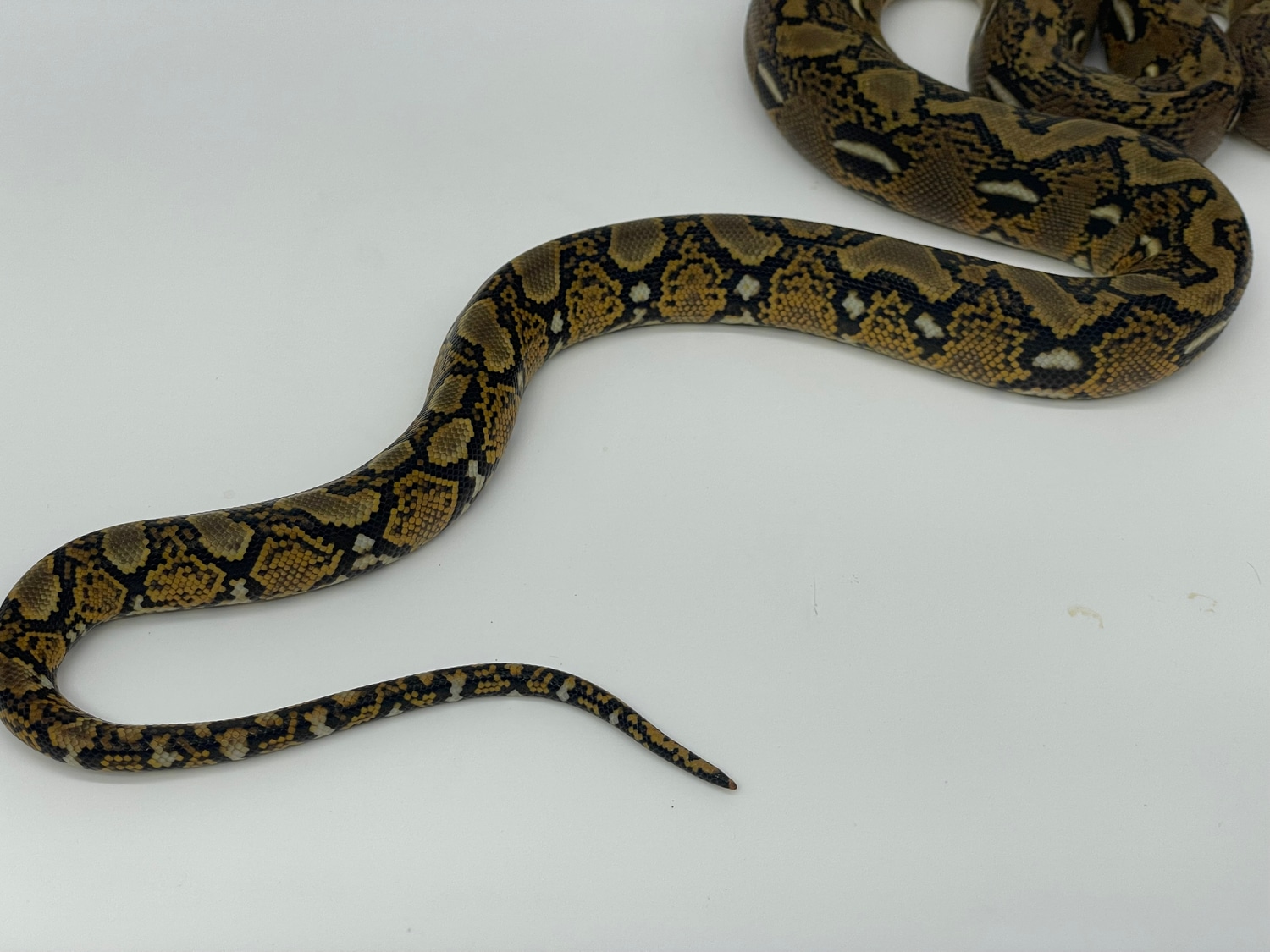 Normal Ph Ghost Anthrax Reticulated Python by Dna Slithers & Critters ...