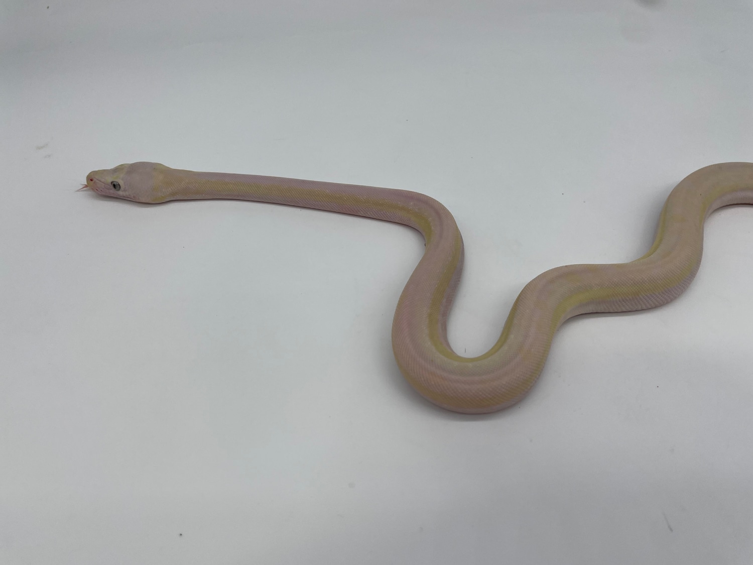 Cow Dh Anthrax, White Phase Albino Pos Citron, Tiger, Platinum ...