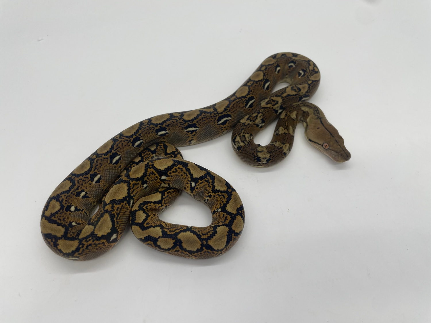 Normal Dh Ogs Anthrax Reticulated Python by Dna Slithers & Critters ...