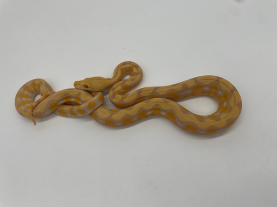 Lavender Sunfire Reticulated Python by Dna Slithers & Critters