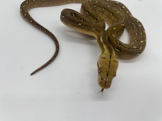 Phantom Dh Anthrax, White Phase Albino Reticulated Python by Dna ...