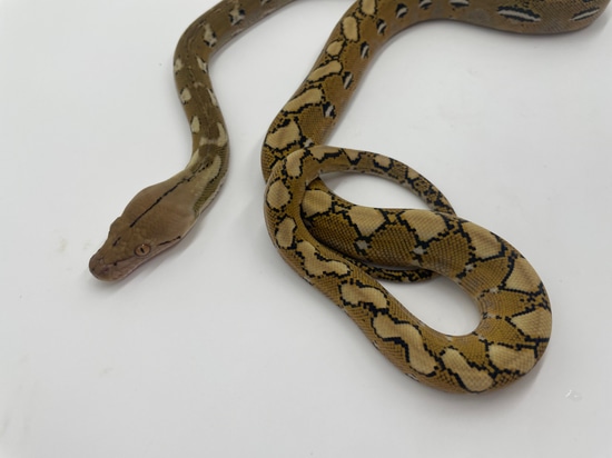 Platinum Th Anthrax, Ogs, White Phase Albino Reticulated Python by Dna ...