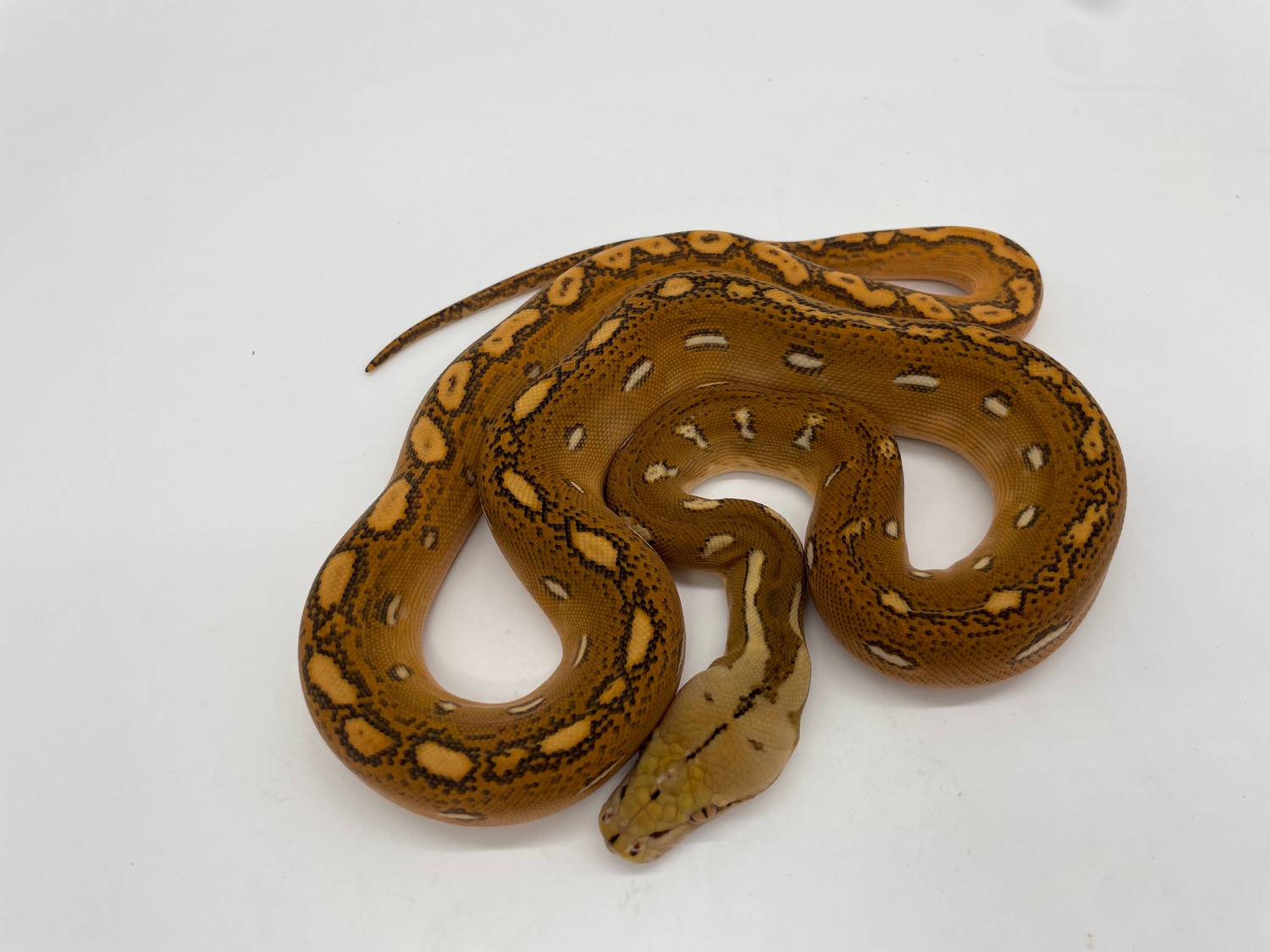 Orange Ghost Stripe Het Anthrax Reticulated Python by Dna Slithers ...