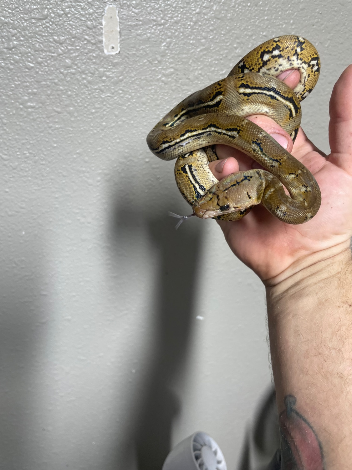 Anthrax Ph Ghost Reticulated Python by Dna Slithers & Critters ...