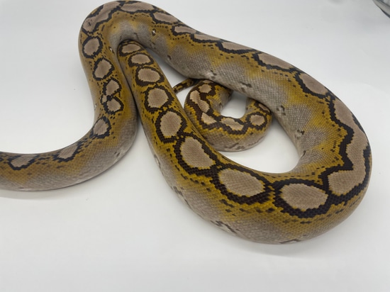 Mocha Motley 6.25% Jamp Small Paradox Spots Reticulated Python by Dna ...
