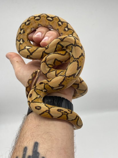 Mochino Sunfire Pos Het Genetic Stripe, And Anthrax Reticulated Python ...