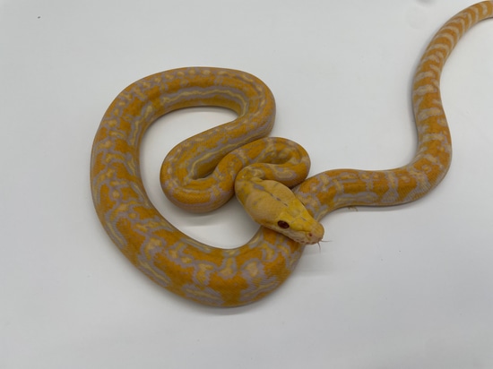 Lavender Anthrax Sunfire Reticulated Python by Dna Slithers & Critters
