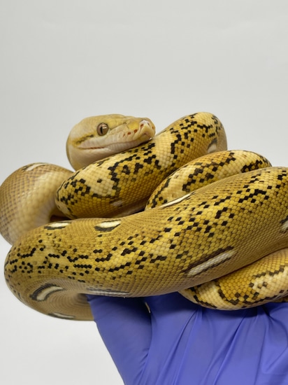 Phantom Platinum Dh Anthrax, White Phase Albino Reticulated Python by ...