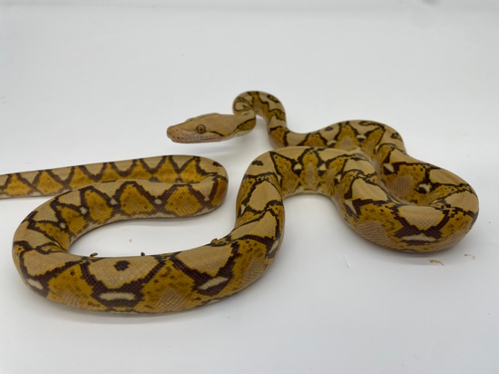 Mochino Sunfire Ph Anthrax, And Genetic Stripe Reticulated Python by ...