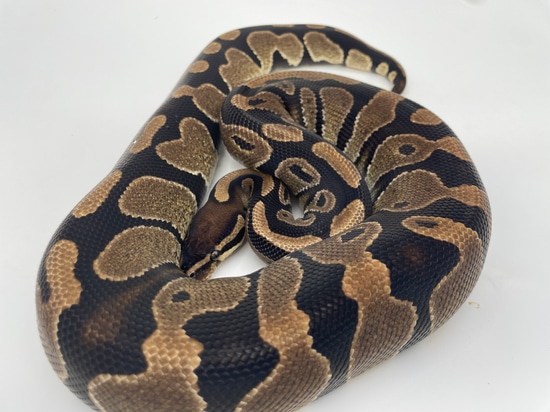 Normal Ball Python by Dna Slithers & Critters