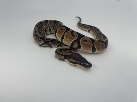 Normal Ball Python by Dna Slithers & Critters