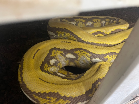 3x Proven Orange Glow Het Purple Tiger Reticulated Python by Dna ...
