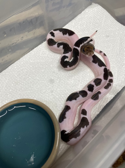 High White Goldenchild Pied Het White Phase Albino Reticulated Python ...