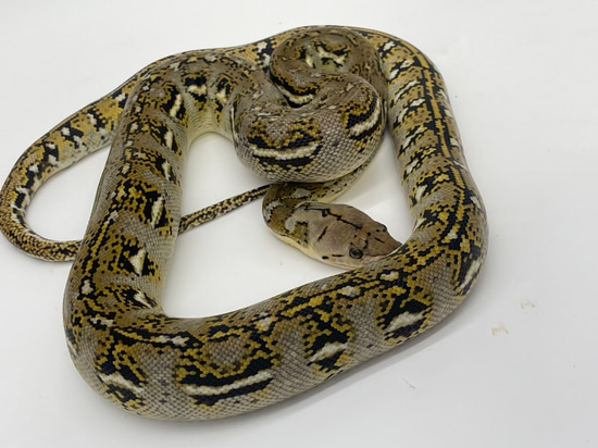 Anthrax Ph Ghost Reticulated Python by Dna Slithers & Critters