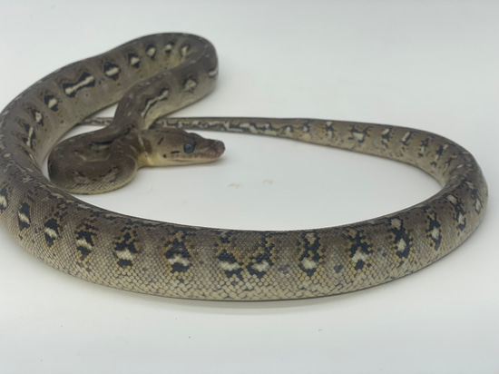 Anthrax Ph Ghost Reticulated Python by Dna Slithers & Critters