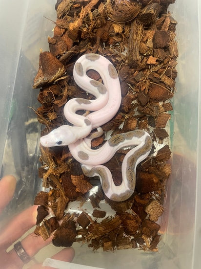 High White Pied Het White Phase Albino Reticulated Python by Dna ...