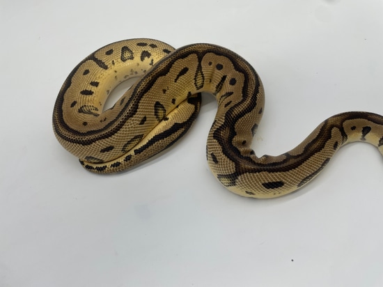 Proven Batman Ball Python by Dna Slithers & Critters