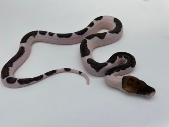 Pied Het White Phase Albino Reticulated Python by Dna Slithers & Critters
