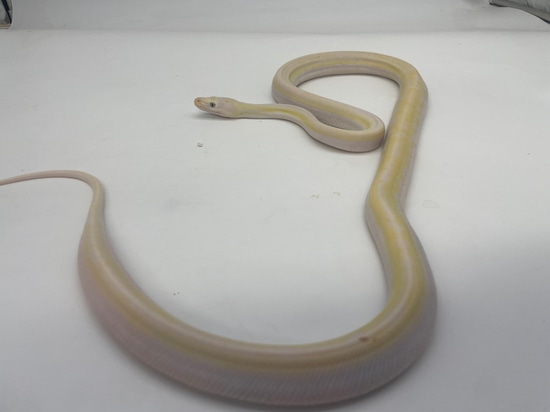 Cow Dhet Anthrax White Phase Albino Pos Platinum Suntiger Citron ...