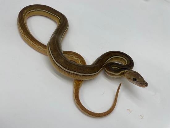 Anthrax Phantom Tiger Pos Het Purple Phase Albino Reticulated Python by ...