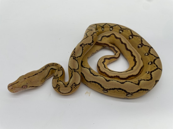 Carmel Mocha Platinum Sunfire Reticulated Python by Dna Slithers & Critters