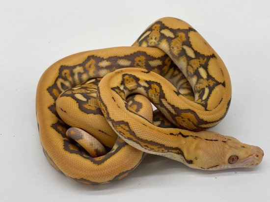 Carmel Mocha Tiger Reticulated Python by Dna Slithers & Critters