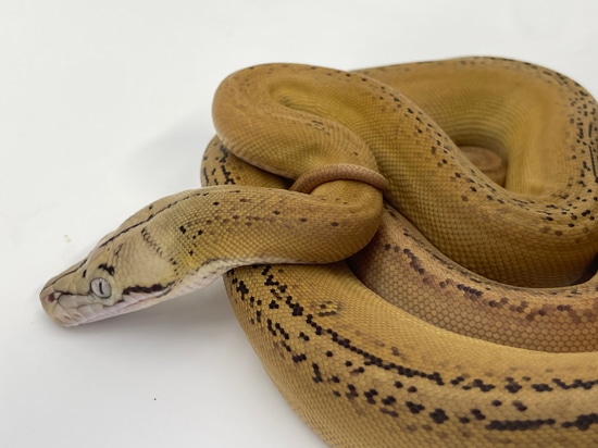 Carmel Mocha Platinum Reticulated Python by Dna Slithers & Critters
