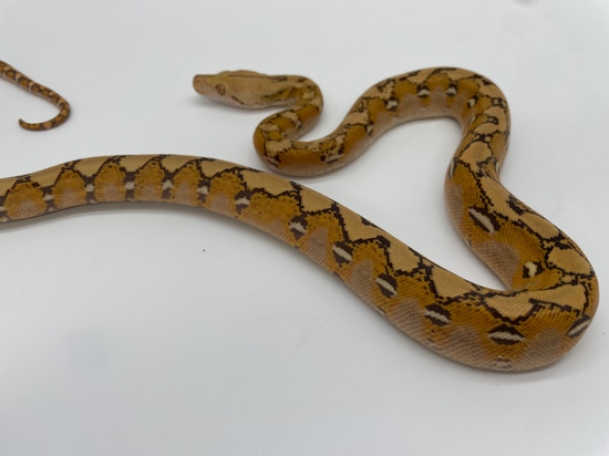 Mochino Reticulated Python by Dna Slithers & Critters