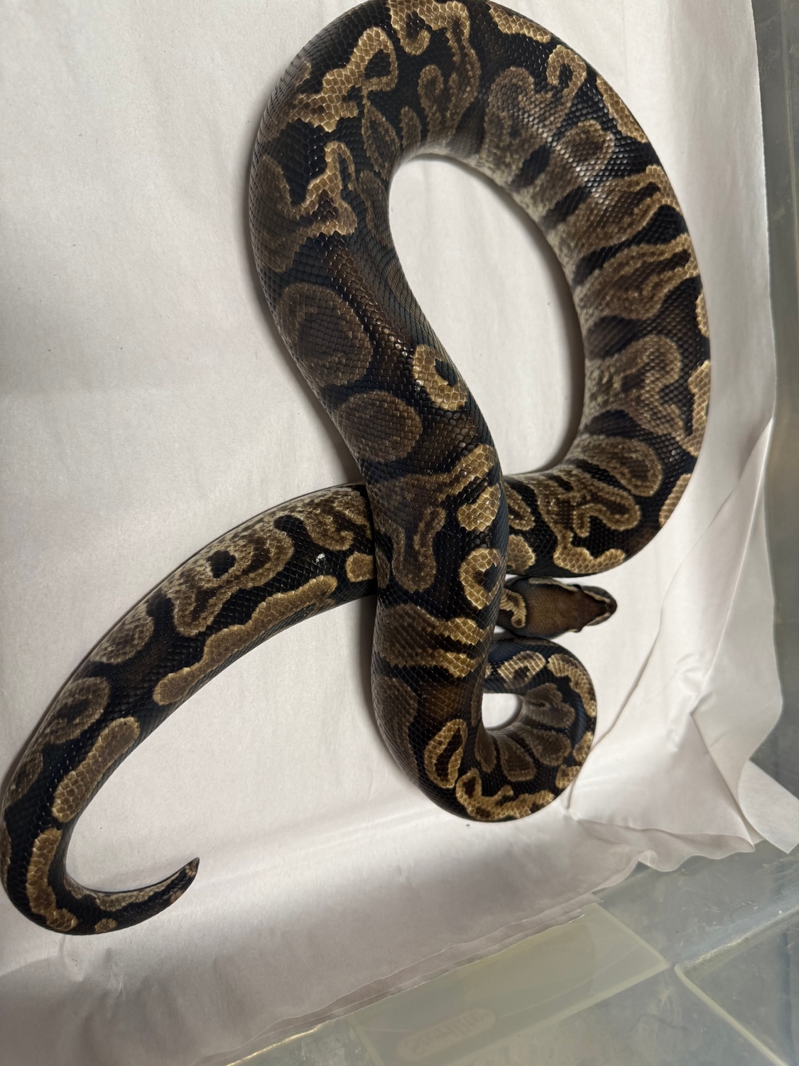 Dna Slithers & Critters