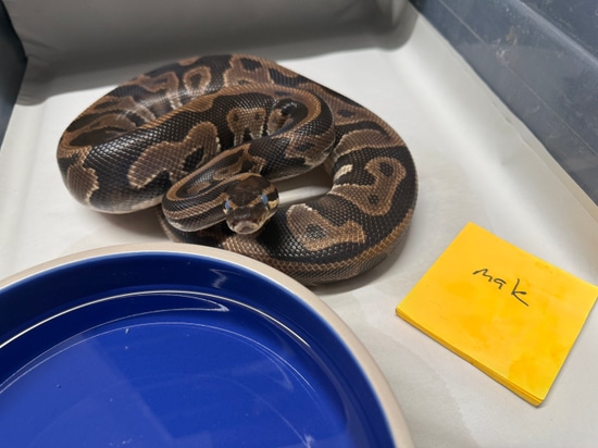 Trio 1.1 Leopard 0.1 Normal Dh Vpi Axanthic Pied Ball Python by Dna Slithers & Critters
