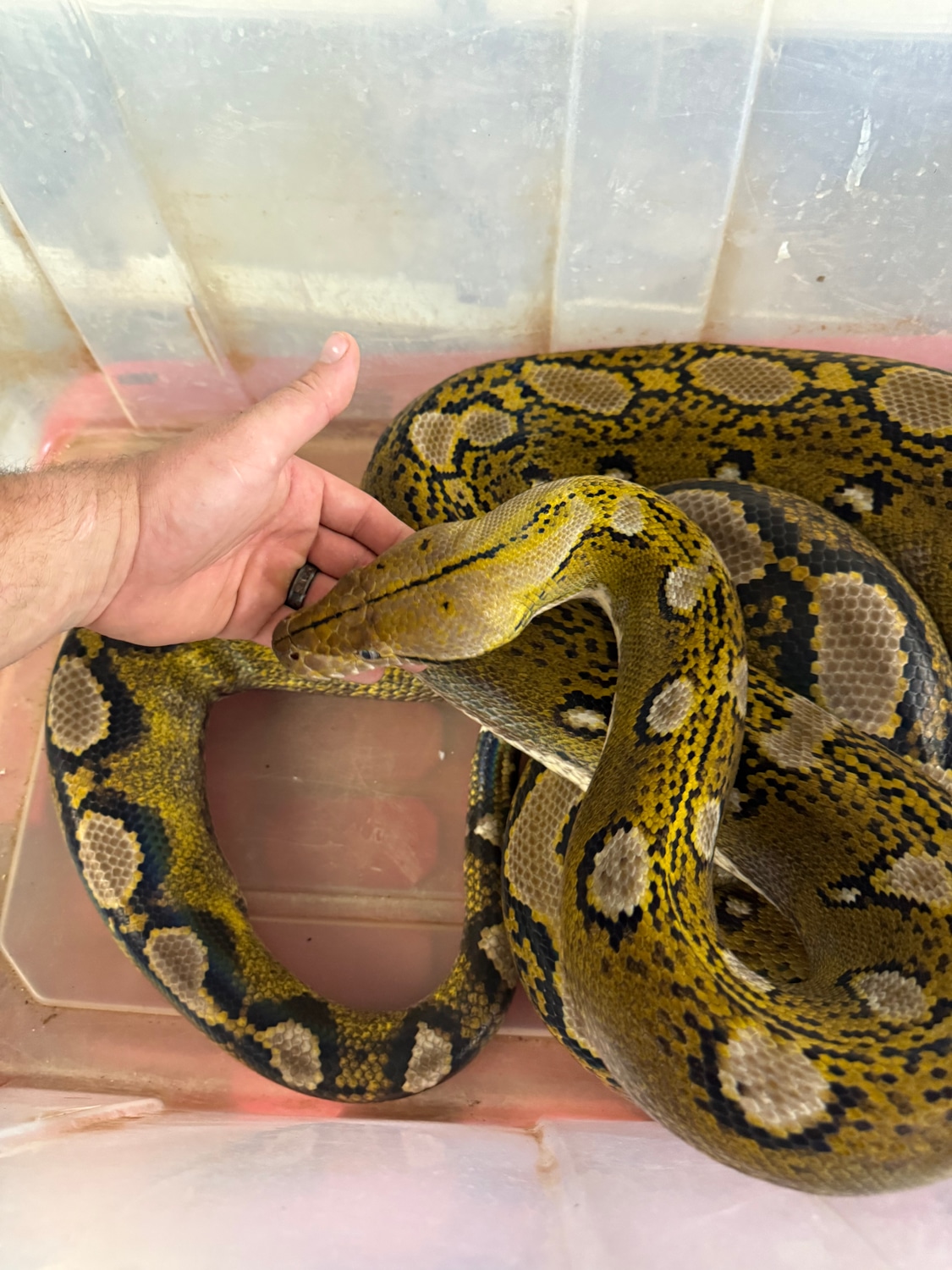 Rtb Super sunfire Dh ogs, purple phase albino