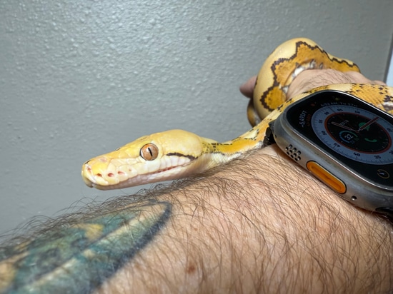 Carmel Mocha Lemonglow Reticulated Python by Dna Slithers & Critters
