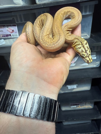Carmel Mocha Goldenchild Platinum Pos Motley Reticulated Python by Dna ...