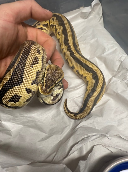 Speacial Yellowbelly Ph Clown Hypo, And Pied Ball Python by Dna Slithers & Critters