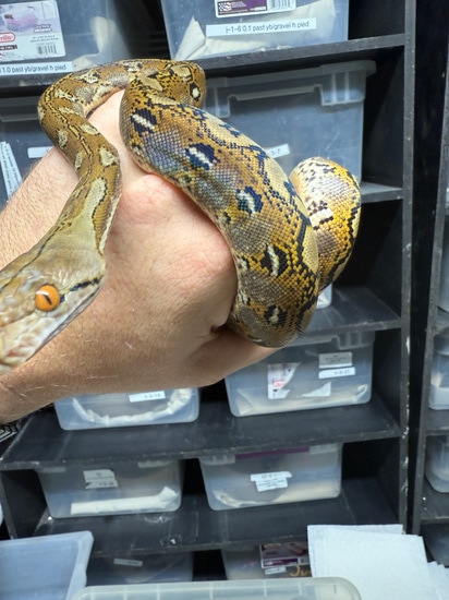 **SALE** Normal Ph Anthrax Ogs Reticulated Python by Dna Slithers ...