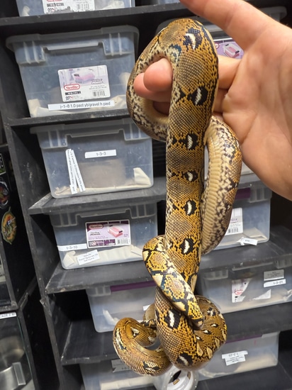 Normal Th Blond Ogs Anthrax Reticulated Python by Dna Slithers & Critters