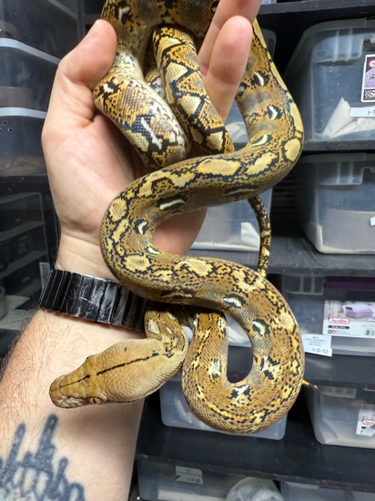**SALE** Normal Th Ogs Anthrax, Blond Reticulated Python by Dna ...