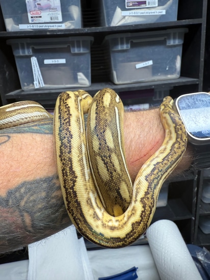 Phantom Tiger Dh Anthrax Blond Reticulated Python by Dna Slithers ...